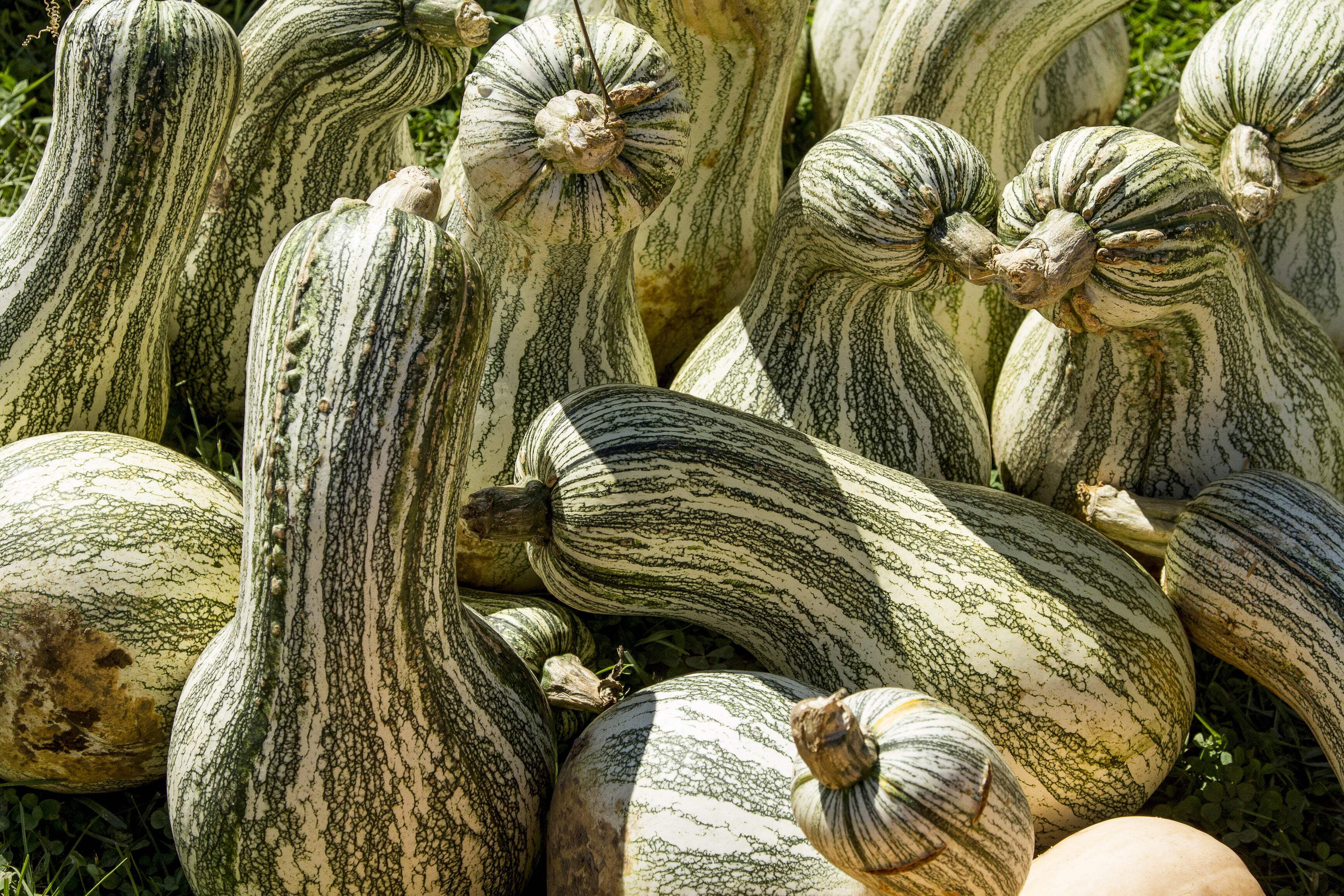 30 Seeds Green Striped CUSHAW SQUASH PUMPKIN (Tennessee Sweet Potato ...