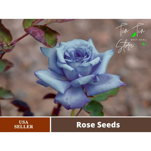 Hybrid Tea Blue Girl Rose Bush Flower Seeds, 30 Seeds, Perennial ...