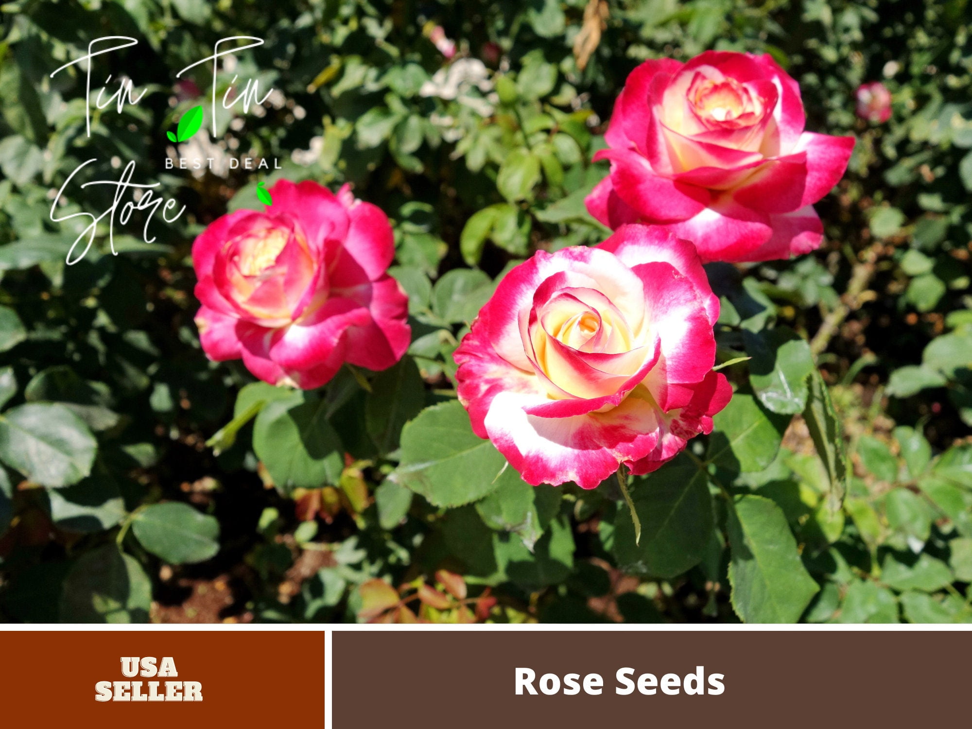 30 Seeds| Hybrid Tea - red - white - Double Delight Rose seeds#1406 ...