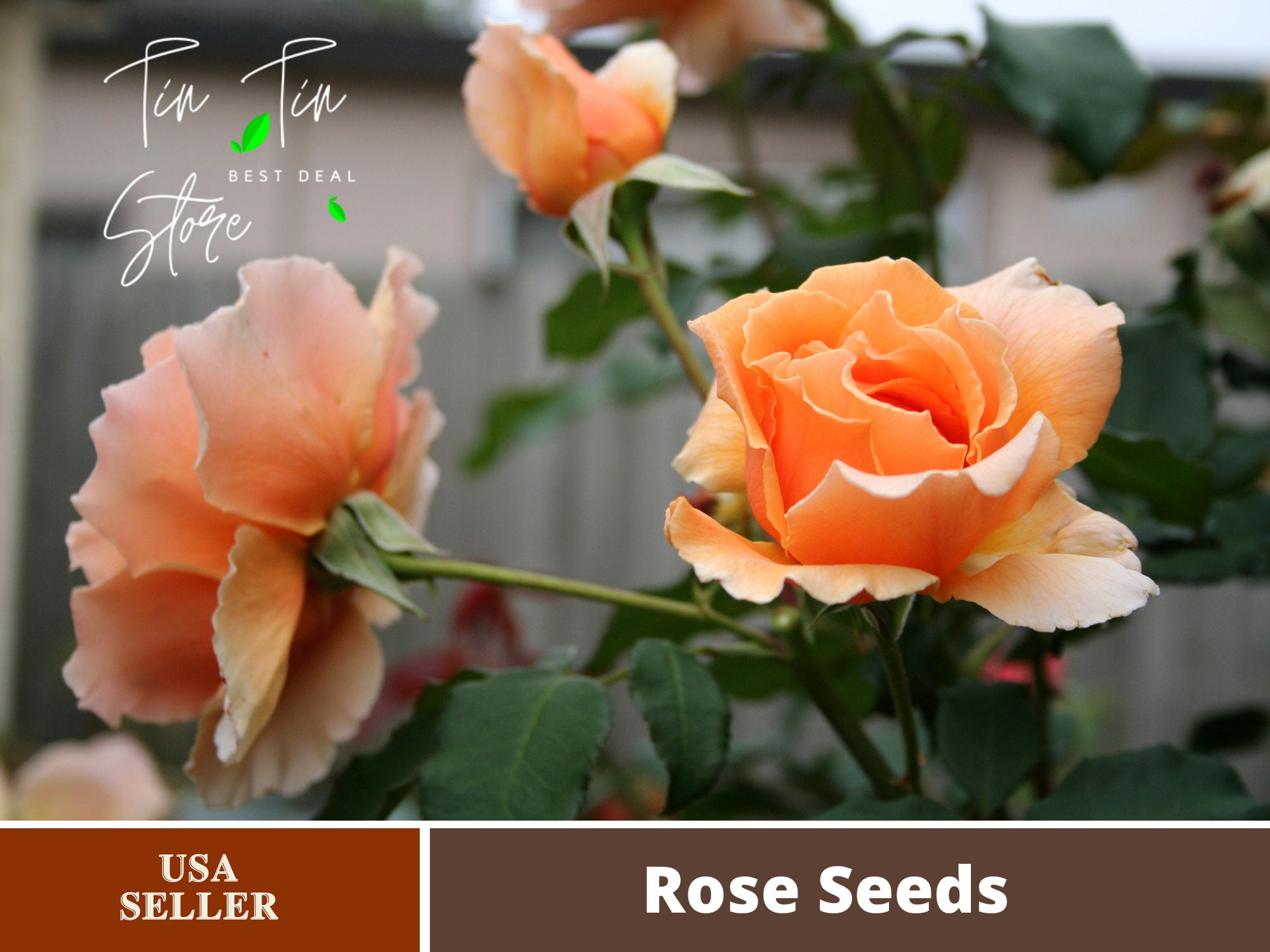 30 Seeds| Just Joey Rose Bush Flower Seeds#1048 |BUY 4 GET 1 FREE ...