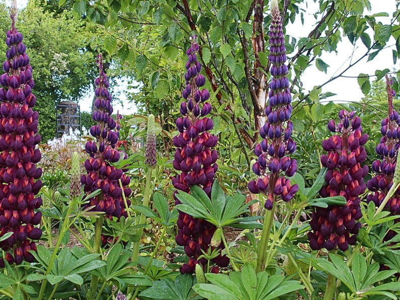 30 Seeds Masterpiece Lupine Seeds Lupinus Open-Pollinated Heirloom ...
