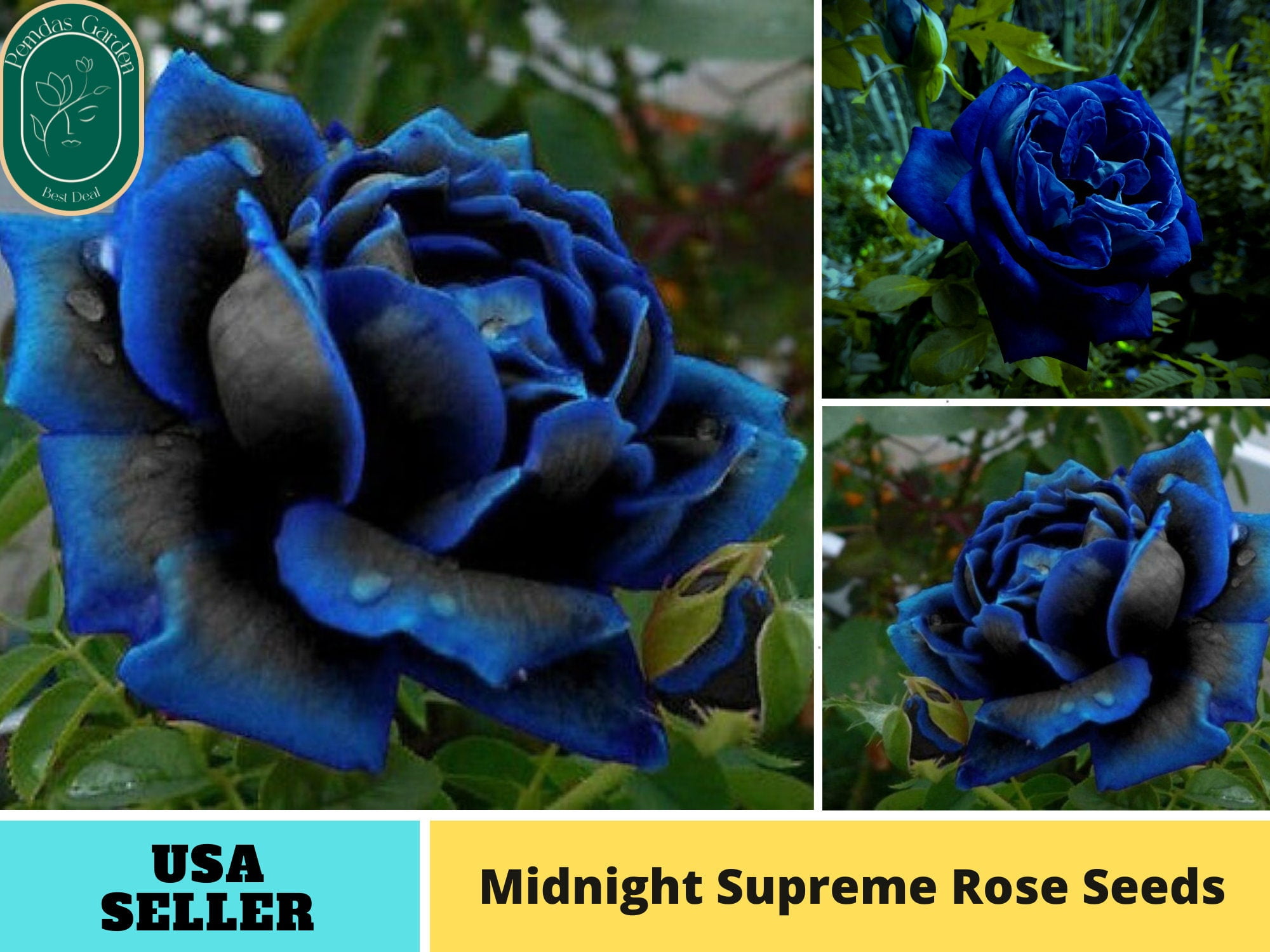 Walmart 30+ Midnight Supreme Rose Flower Seeds, GMO Free, Asian Garden ...