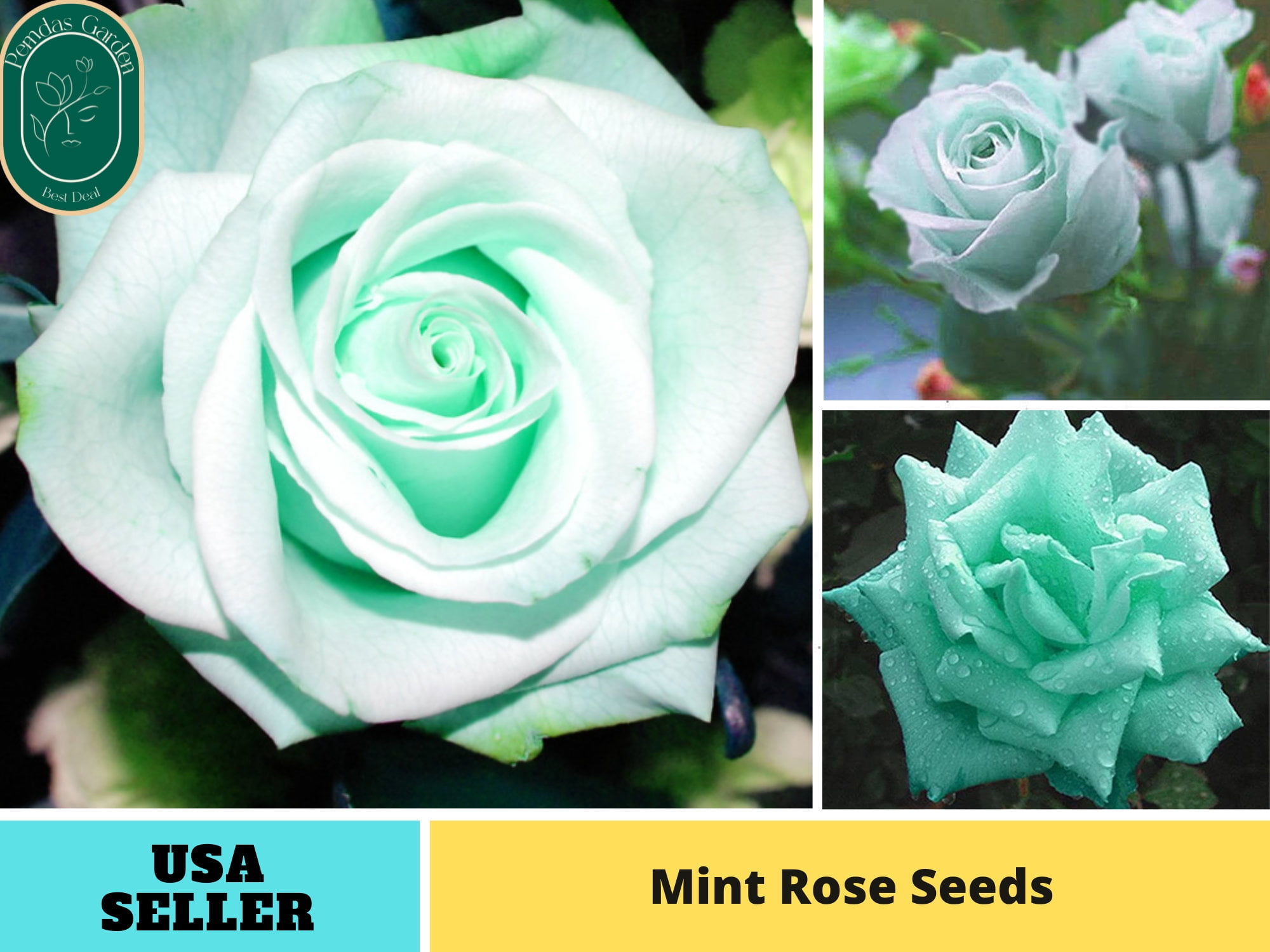 PEMDASGARDEN 30+ Mint Rose Plant Seeds, Asian Garden - Walmart.com