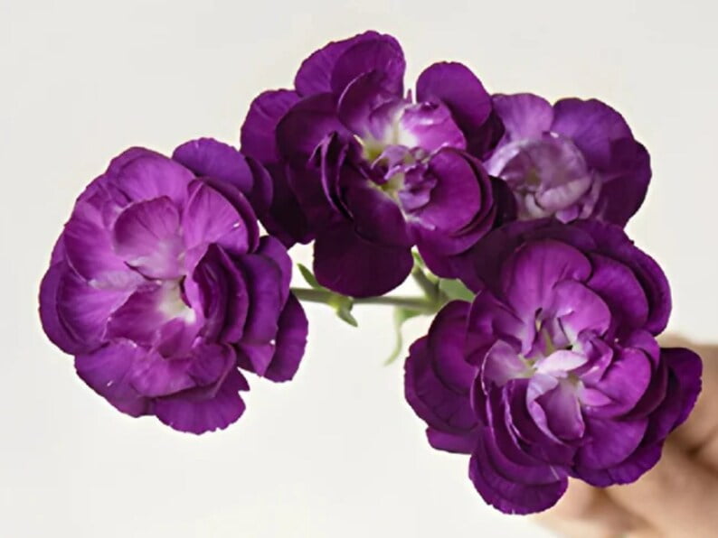 30 Seeds Moonberry Light Purple Mini Carnation - Non- Dianthus Flowers ...