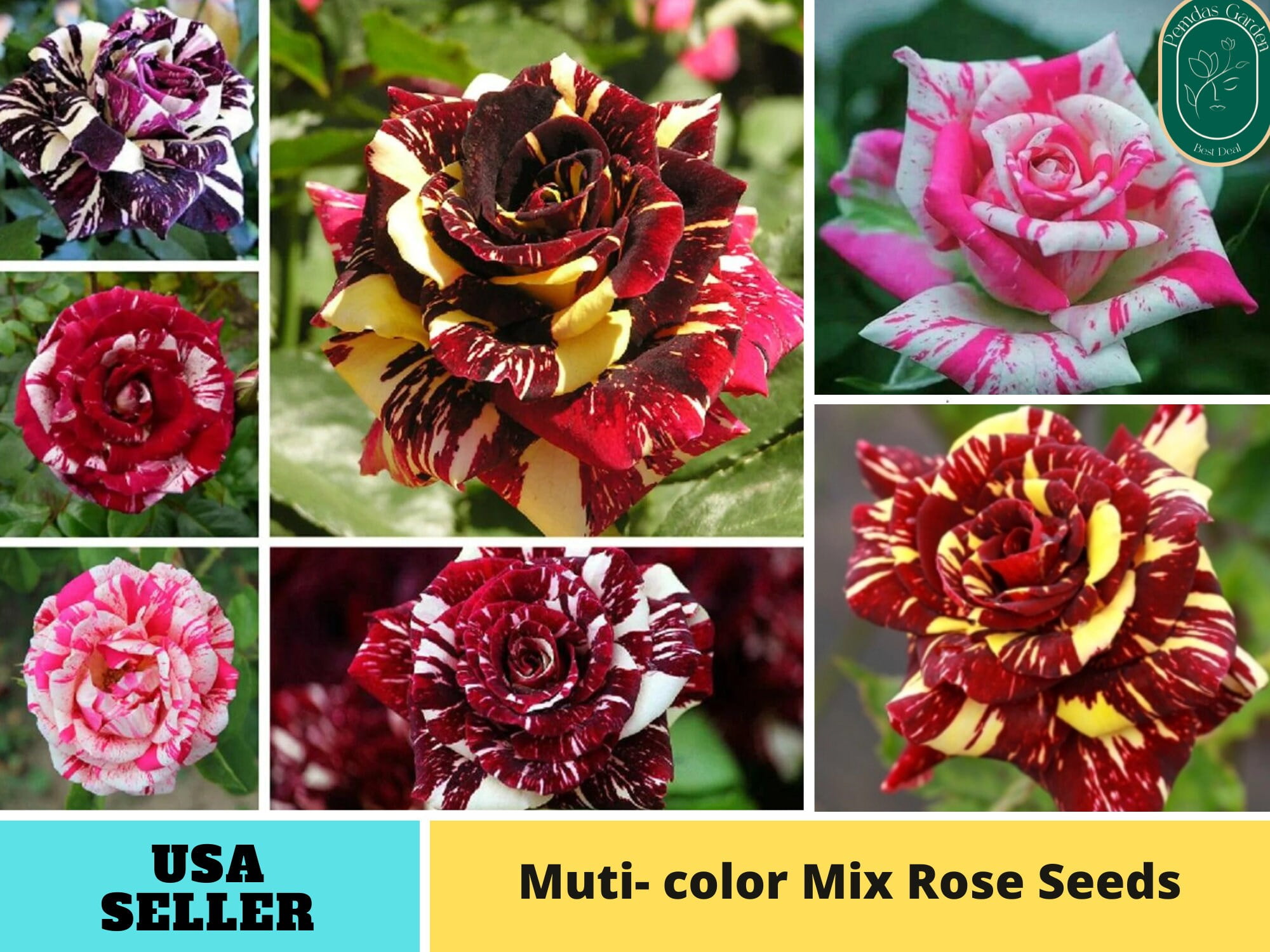 30+ Seeds|Muti- color Mix Flower Rose Seeds - Authentic Seeds ...