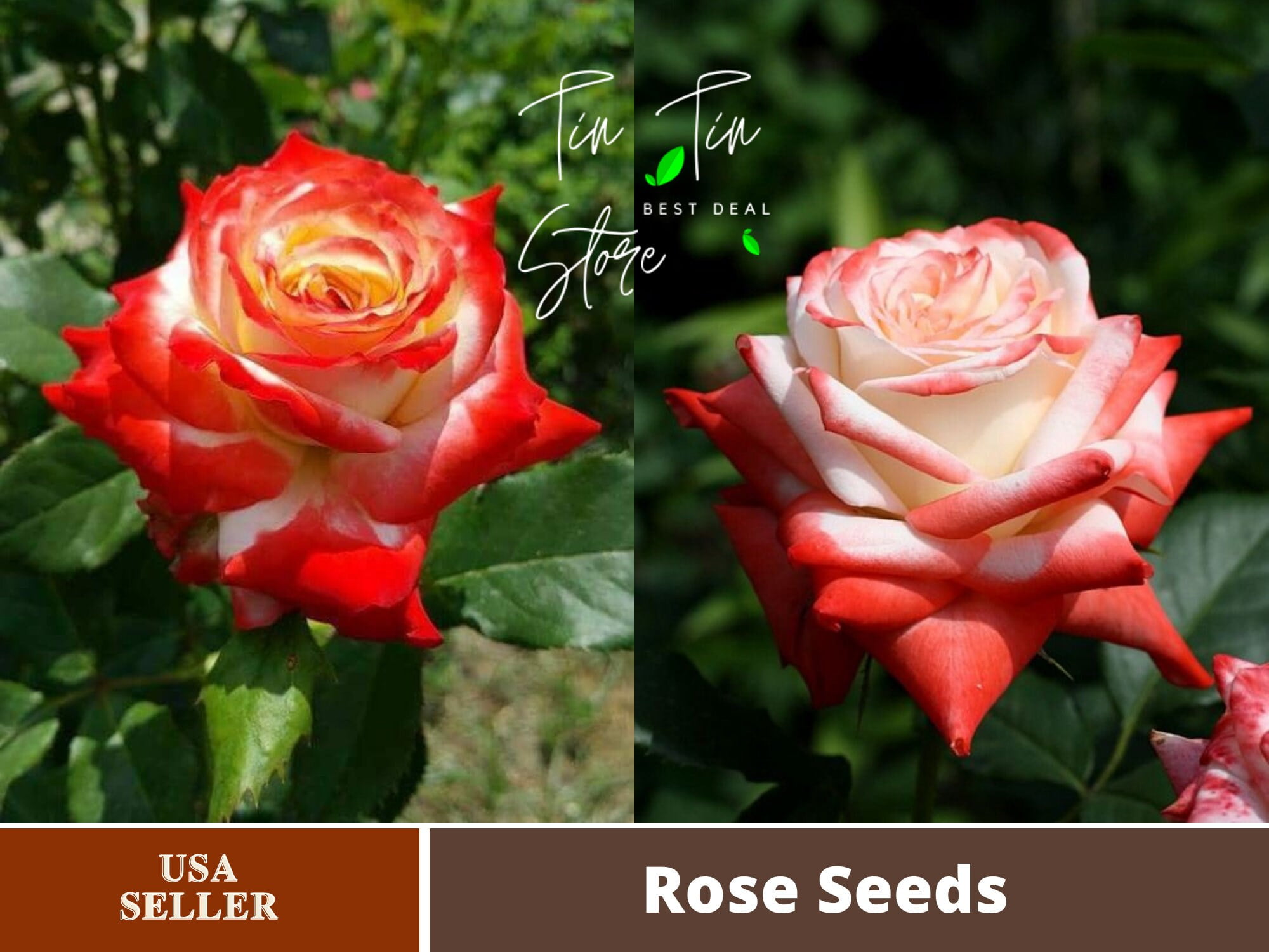30 Seeds-Orange White Rose Seeds#1054-Authentic Seeds-Flowers-Seeds ...