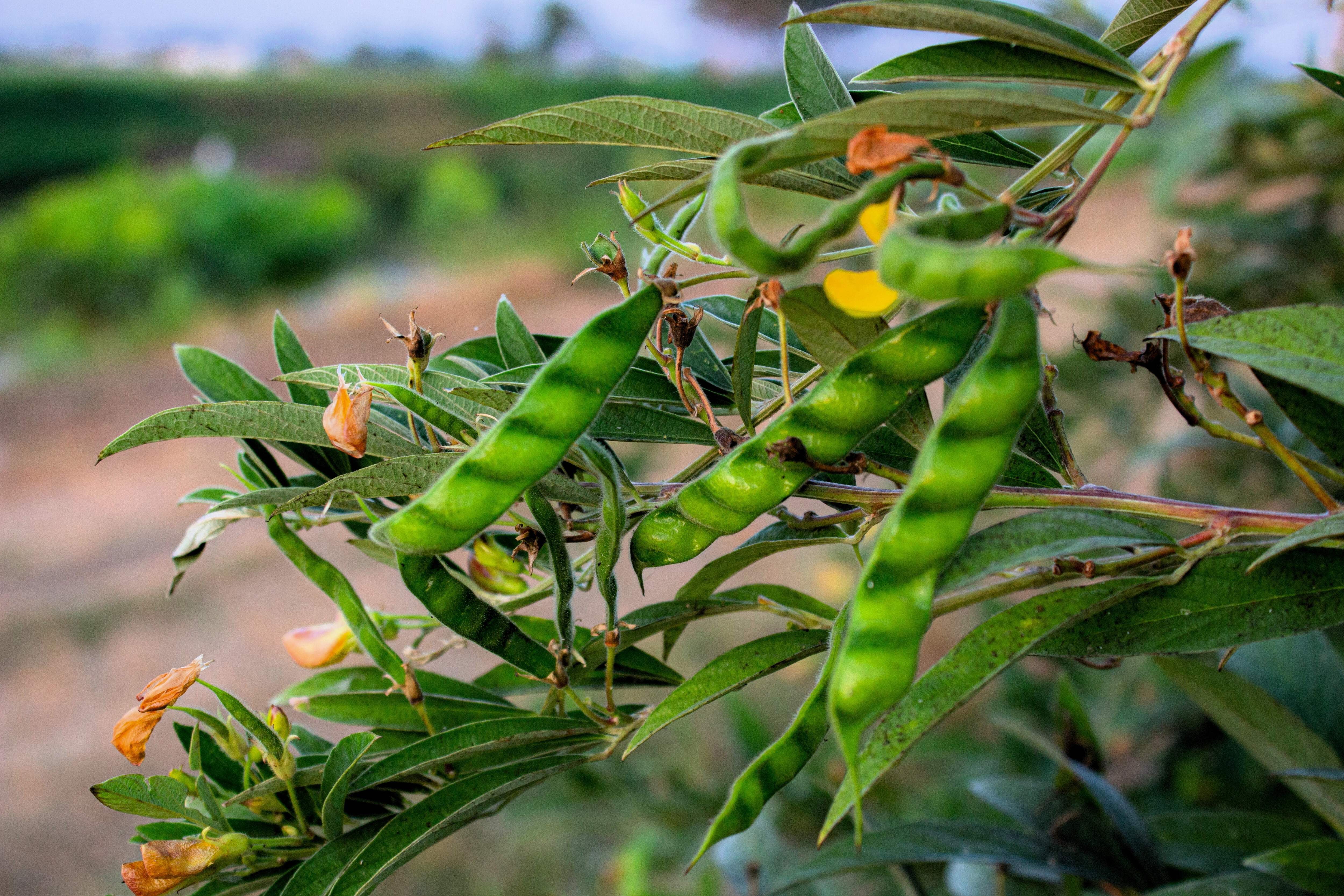 30 Seeds PIGEON PEA Dhal Gungo Puerto Rico Bean Cajanus Cajan Vegetable ...