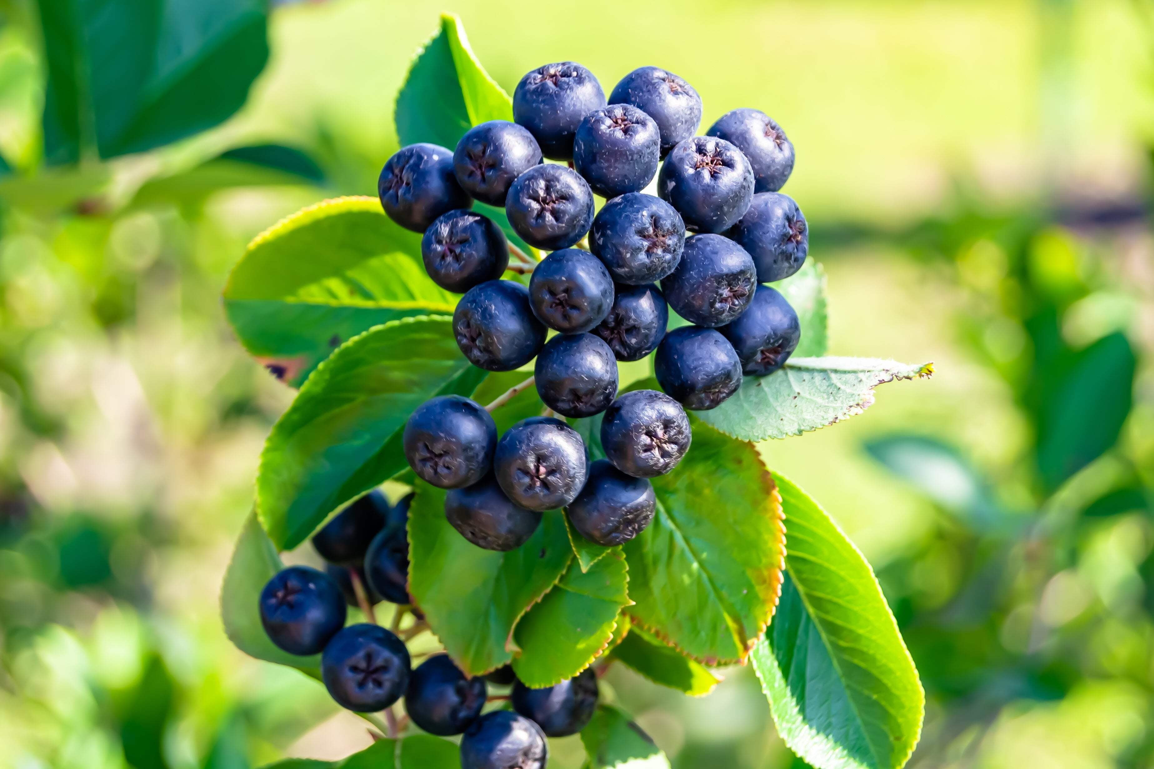 30 *Seeds PURPLE CHOKEBERRY Aronia Prunifolia White Flower Fruit Shrub ...