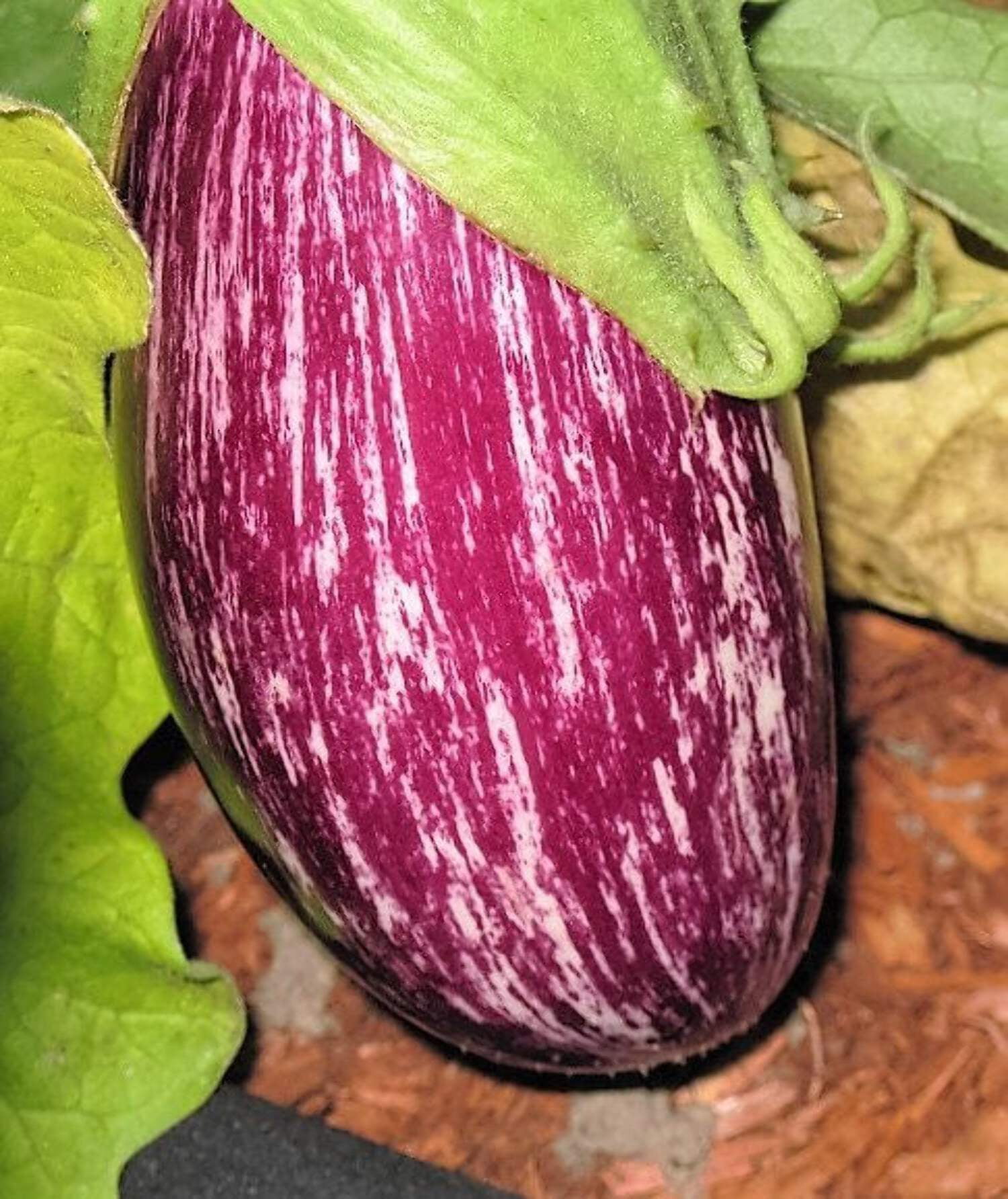 30 Seeds Pandora STRIPED ROSE EGGPLANT Solanum Melongena White Fruit ...