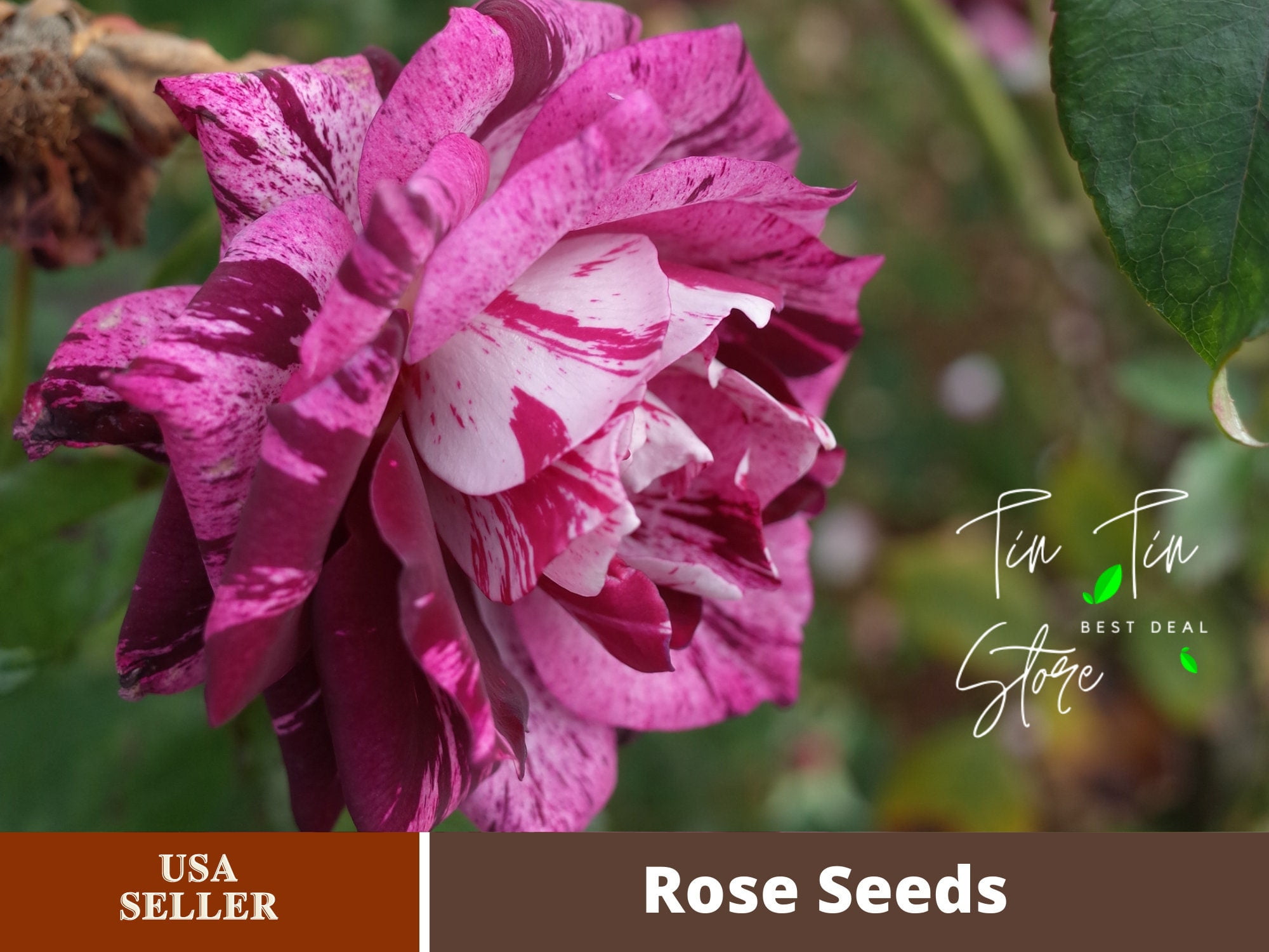 30+ Seeds| Purple Tiger Rose Perennial Flower Seeds#1080 |BUY 4 GET 1 ...