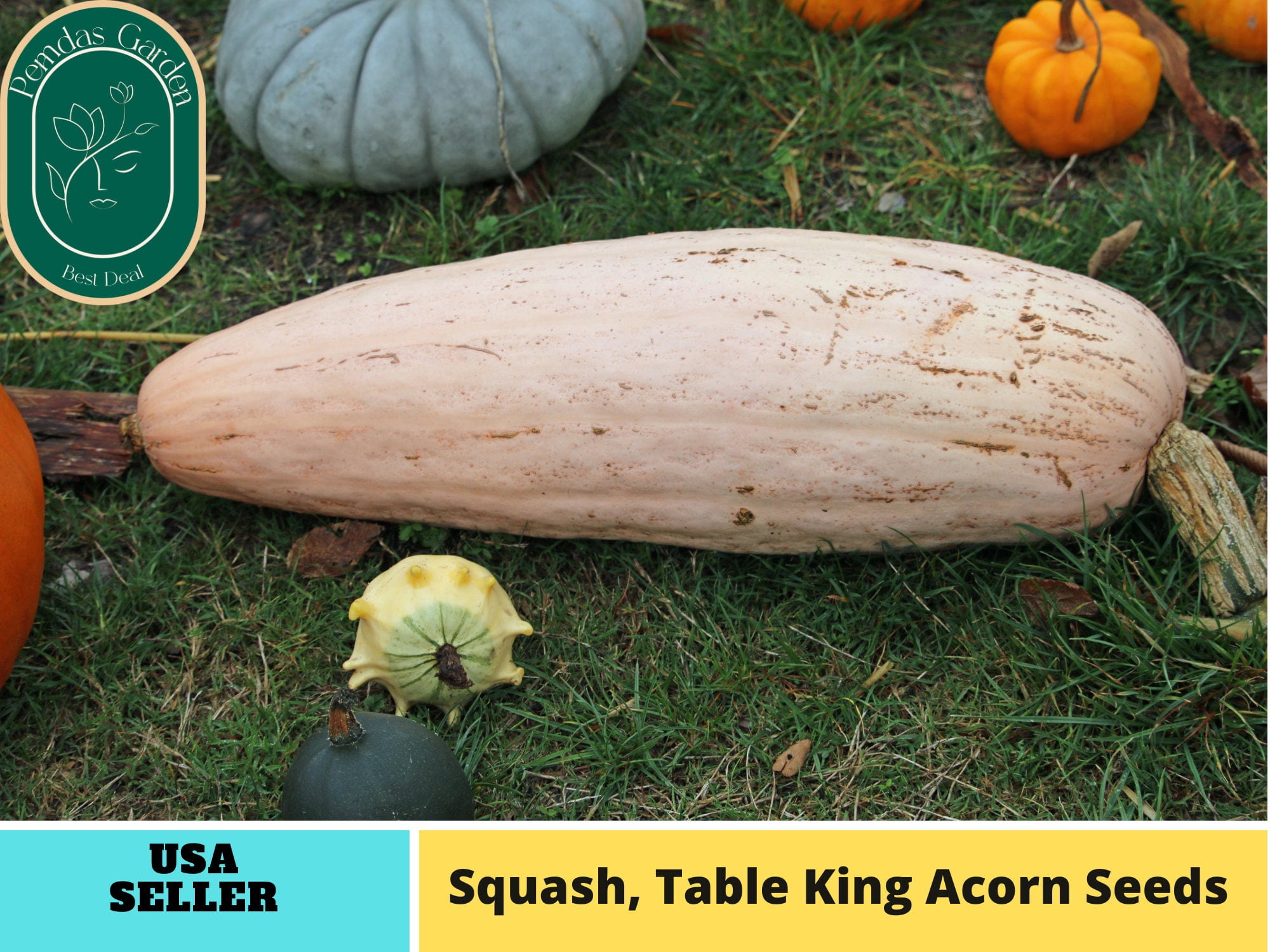 30 Seeds| Squash Seeds, Pink Banana Winter - Authentic Seeds ~ GMO Free ...
