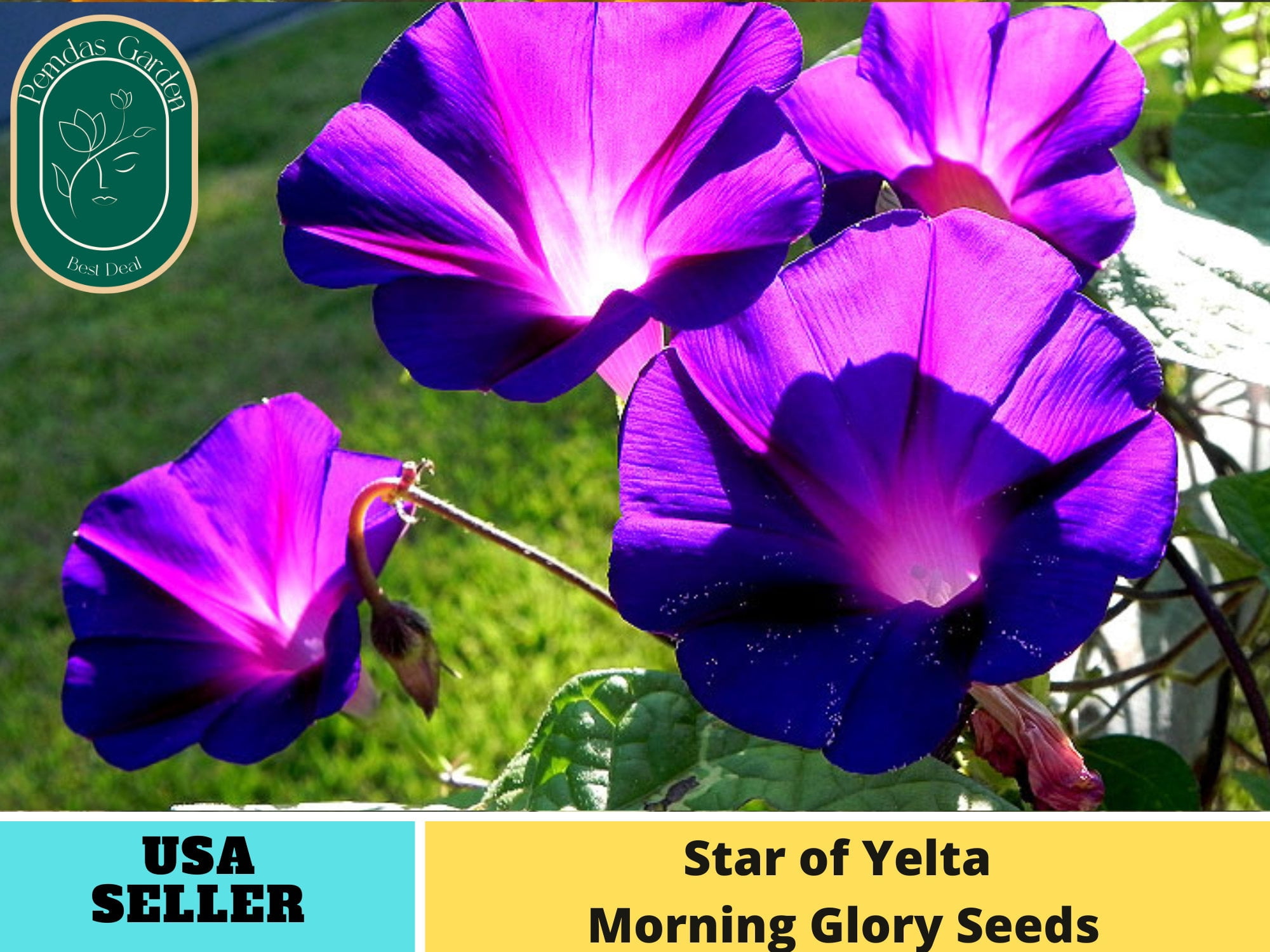30+ Seeds| Star of Yelta Morning Glory Seeds - Authentic Seeds ...