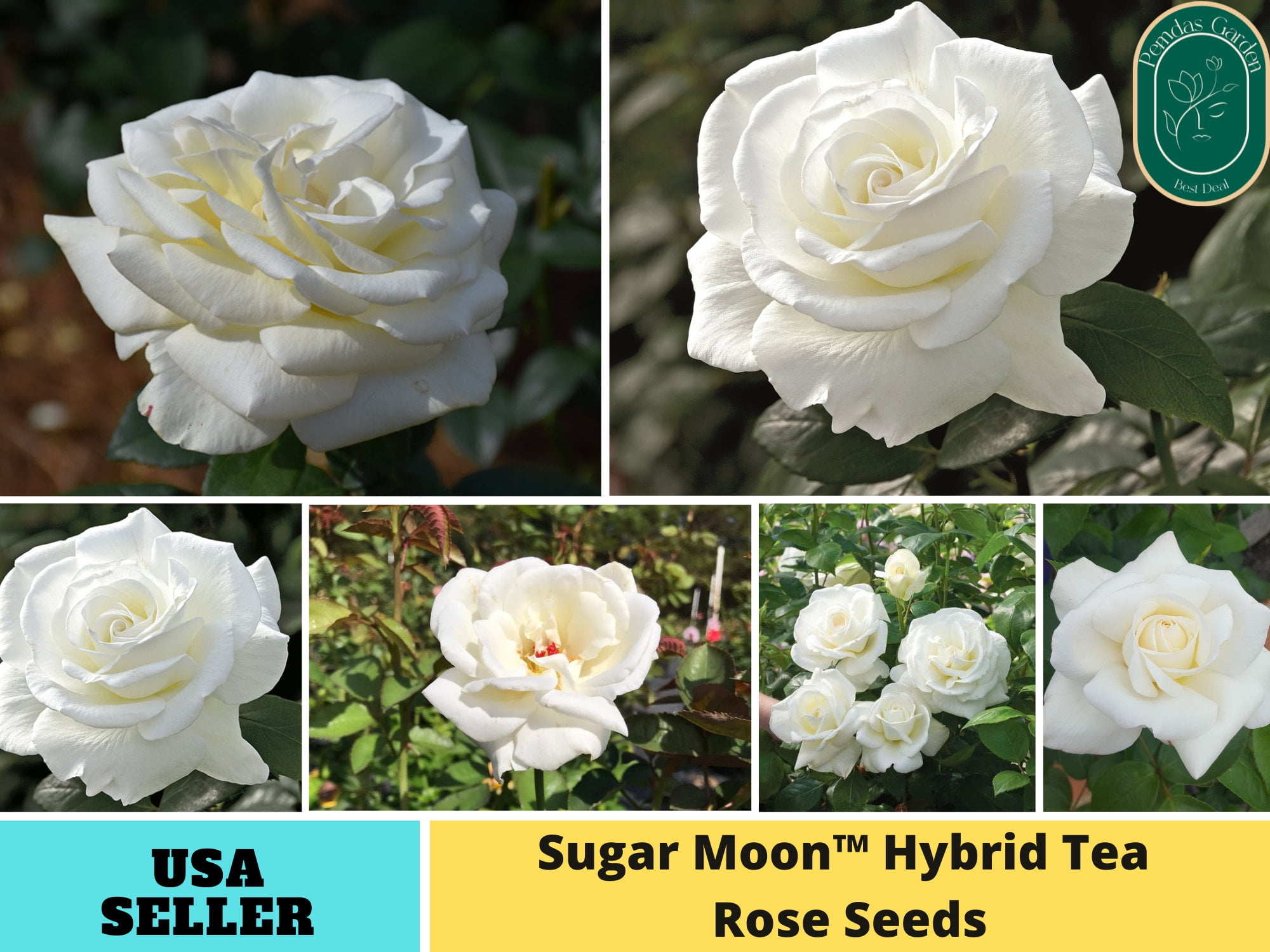30+ Seeds| White Sugar Moon Hybrid Flower Rose - Authentic Seeds ...