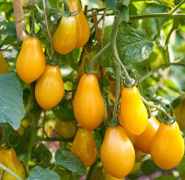 30 Seeds Yellow Pear Cherry Tomato for Planting, Solanum Lycopersicum ...