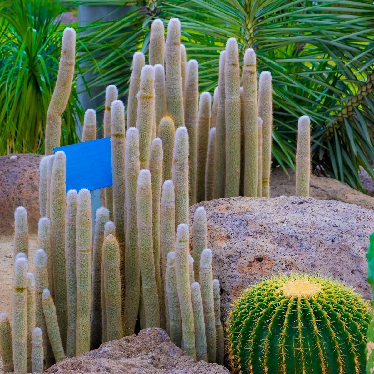 30 Silver Torch Cactus Seeds - Cleistocactus strausii Cacti Seeds ...