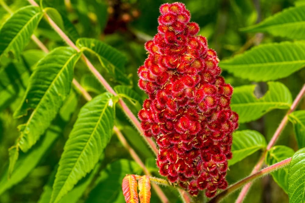 CZ Grain 30 Staghorn Sumac Tree Seeds, Stunning Color and Easy to Grow ...