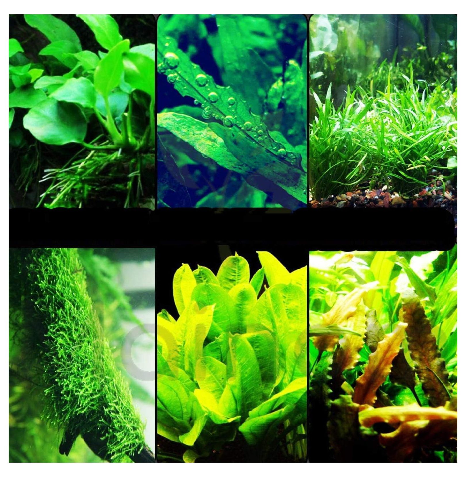 30+ Stems Package Starter Beginner Set Live Aquarium Plants Java Moss, Micro Rosette Sword Java ...
