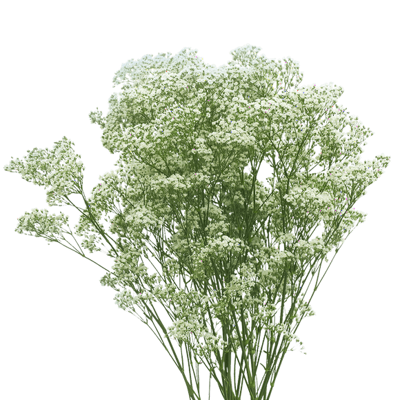 All Flowers in Flower Shop - Walmart.com