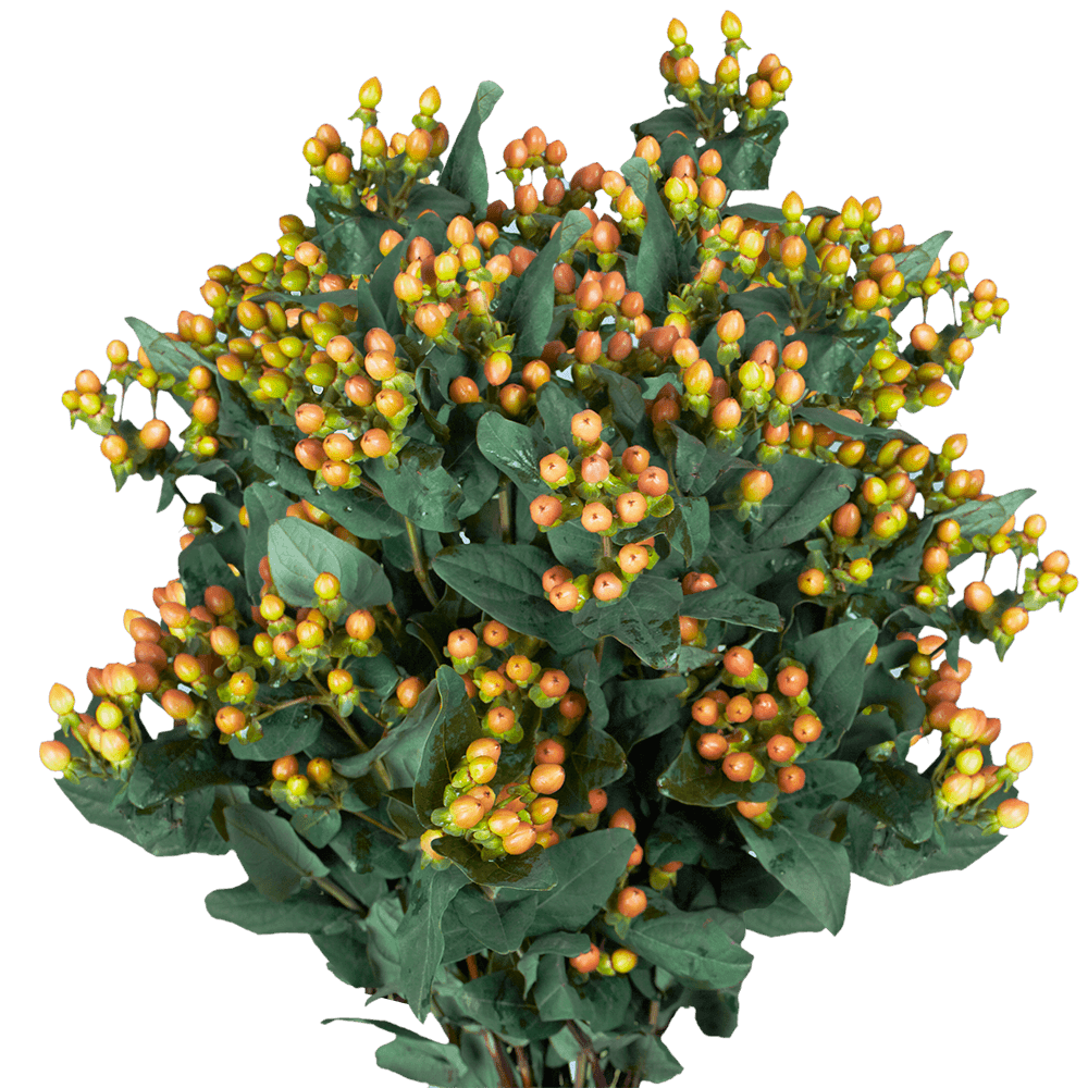 30 Stems of Orange Hypericum Flowers 30 Stems- Beautiful Fresh Cut ...