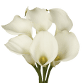30 Stems of White Calla Lilies- Beautiful Fresh Cut Flowers- Express ...