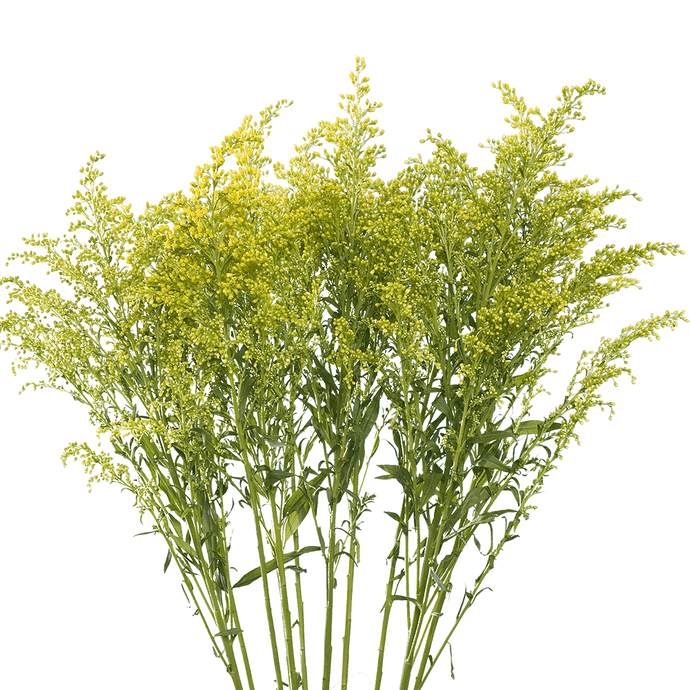 30 Stems of Yellow Asters Solidago- Beautiful Fresh Cut Flowers ...