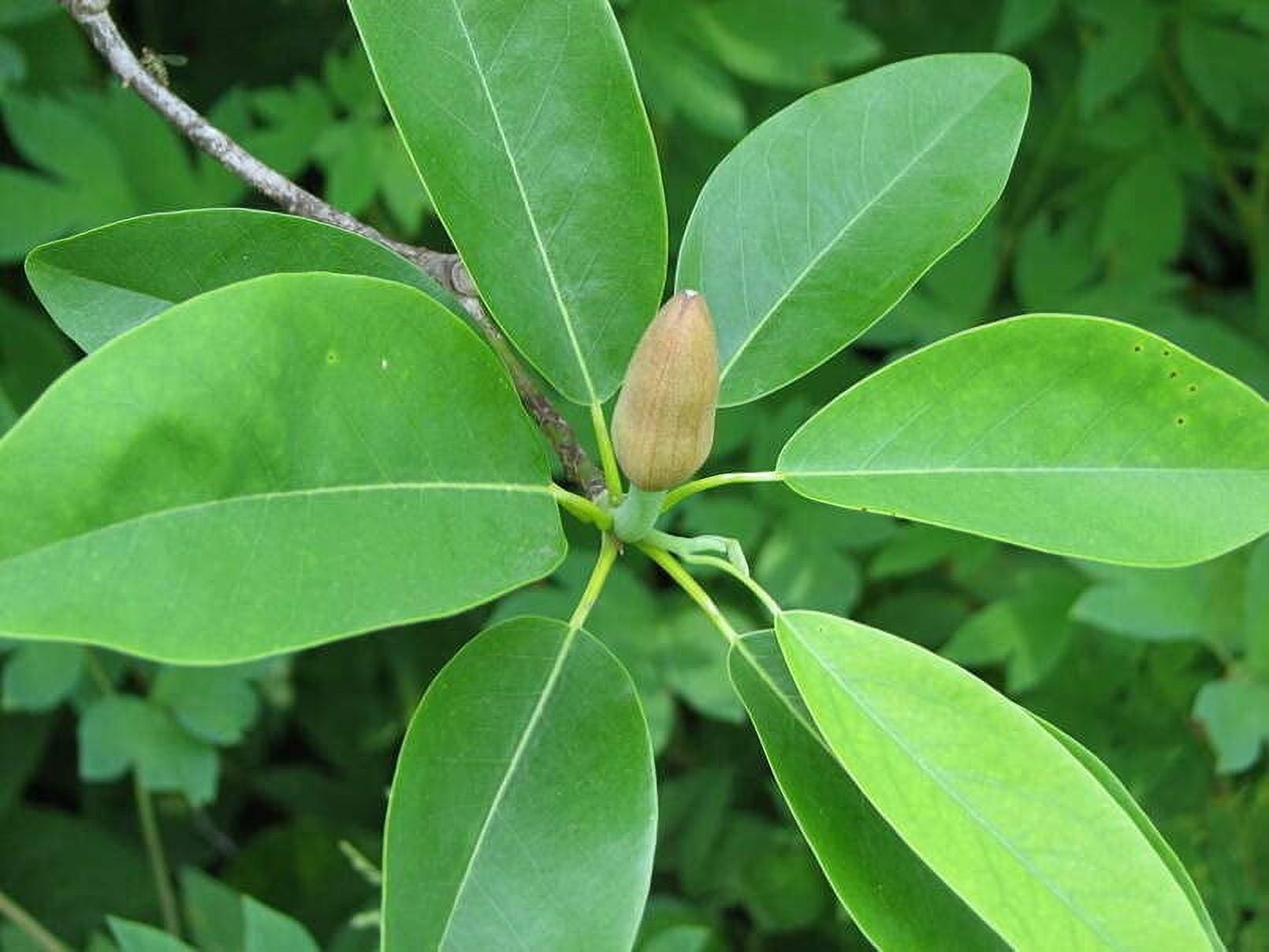 CZ Grain 30 Sweetbay Magnolia Tree Seeds, Fragrant Red Flowers ...
