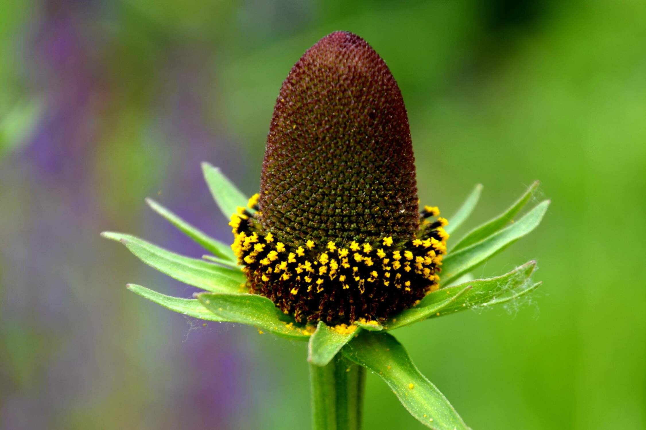 Seedville USA 30 Western Coneflower Seeds, Rudbeckia Occidentalis ...