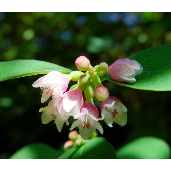 30 WESTERN SNOWBERRY Shrub White Pink Flower Symphoricarpos ...