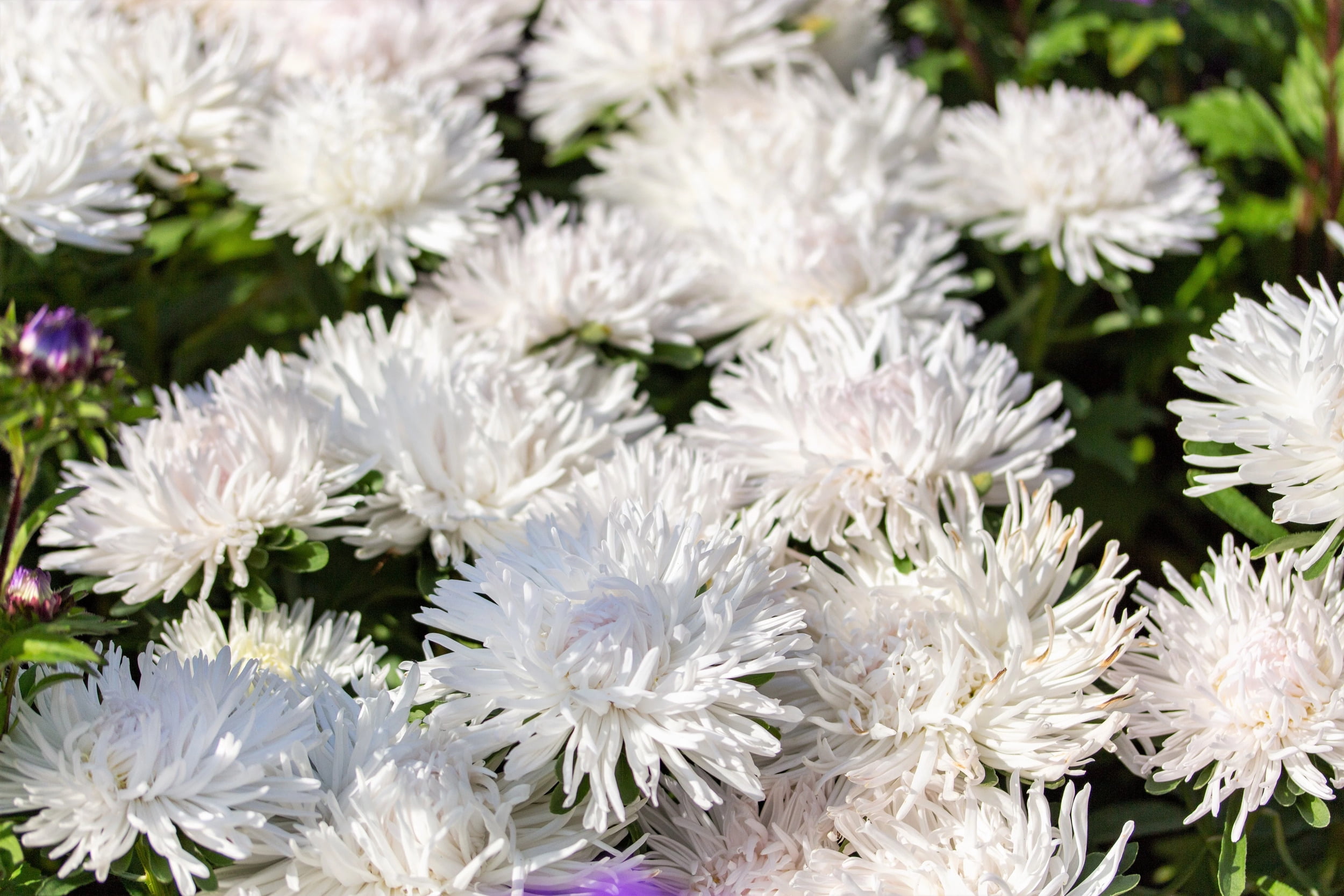 30 WHITE NEEDLE ASTER Callistephus Chinensis Unicom Flower Seeds ...