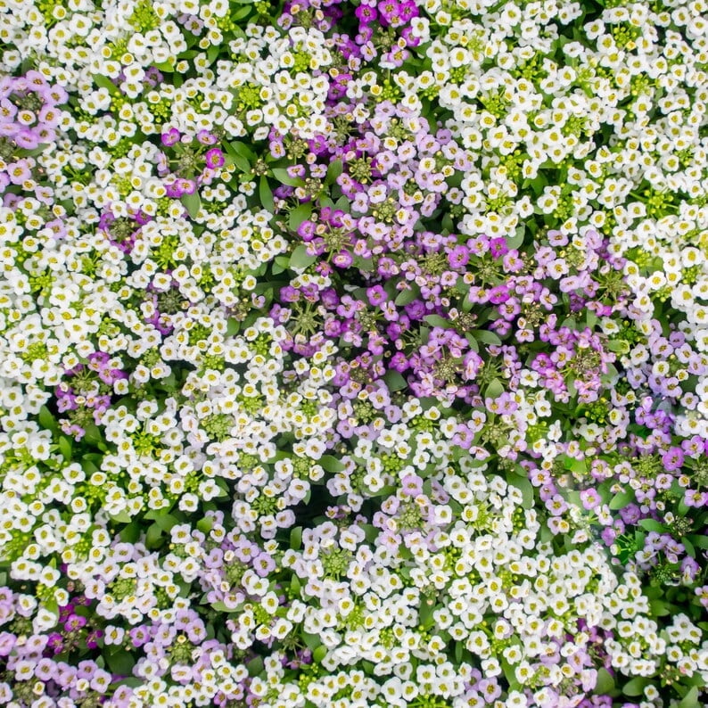 White and Purple Sweet Alyssum Seeds, Lobularia maritima, 30 Edible ...