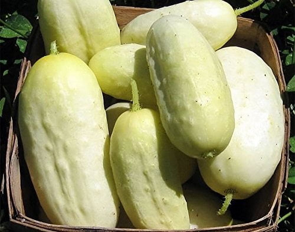 30 White Wonder Sweet Cucumber Seeds, SMRHeirloom Non-GMO, a.k.a ...