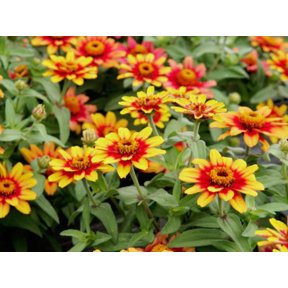 Profusion Zinnia Seeds