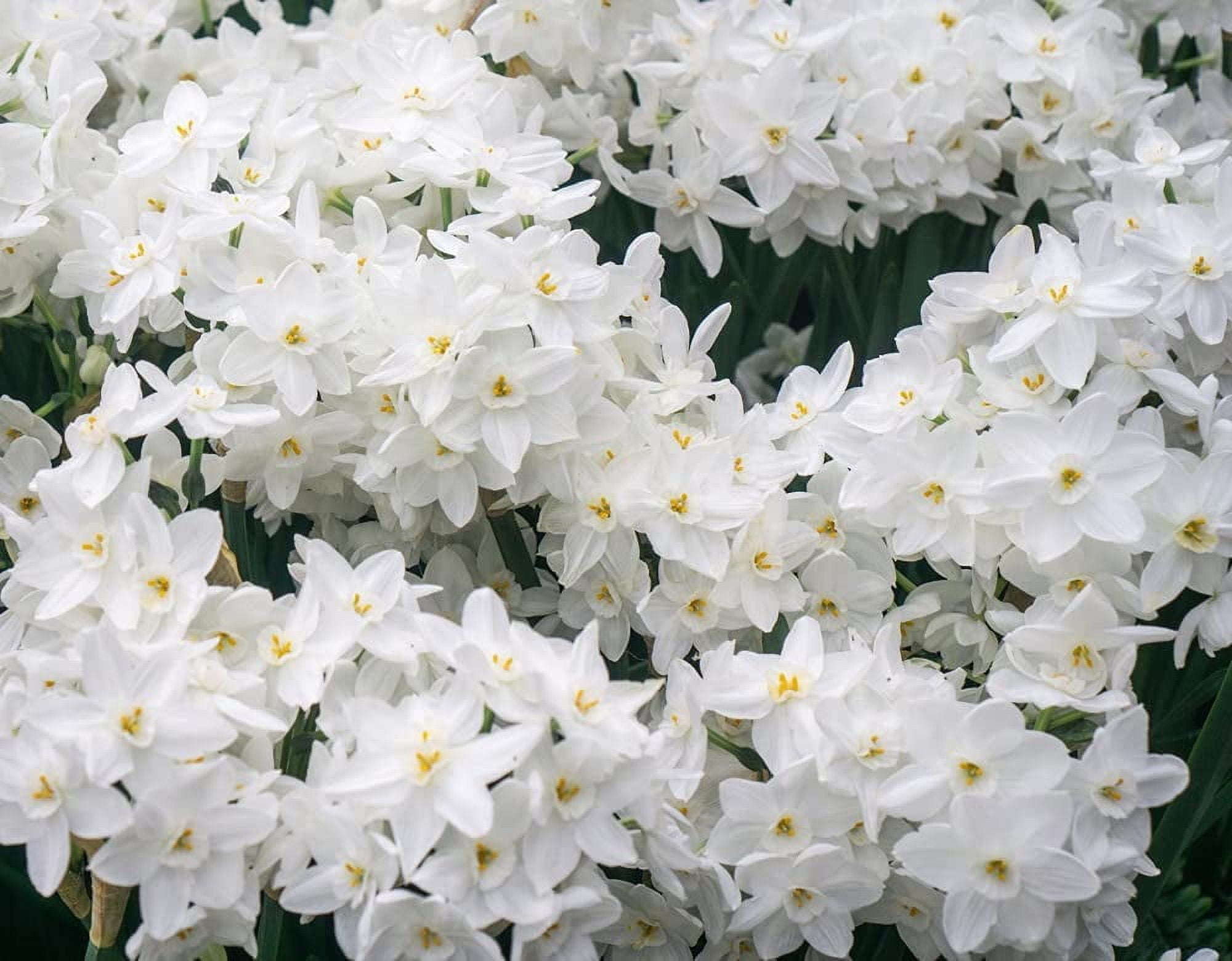 30 Ziva Paperwhite Bulbs - Fast Flowering Indoor Blooms - Largest Bulbs ...