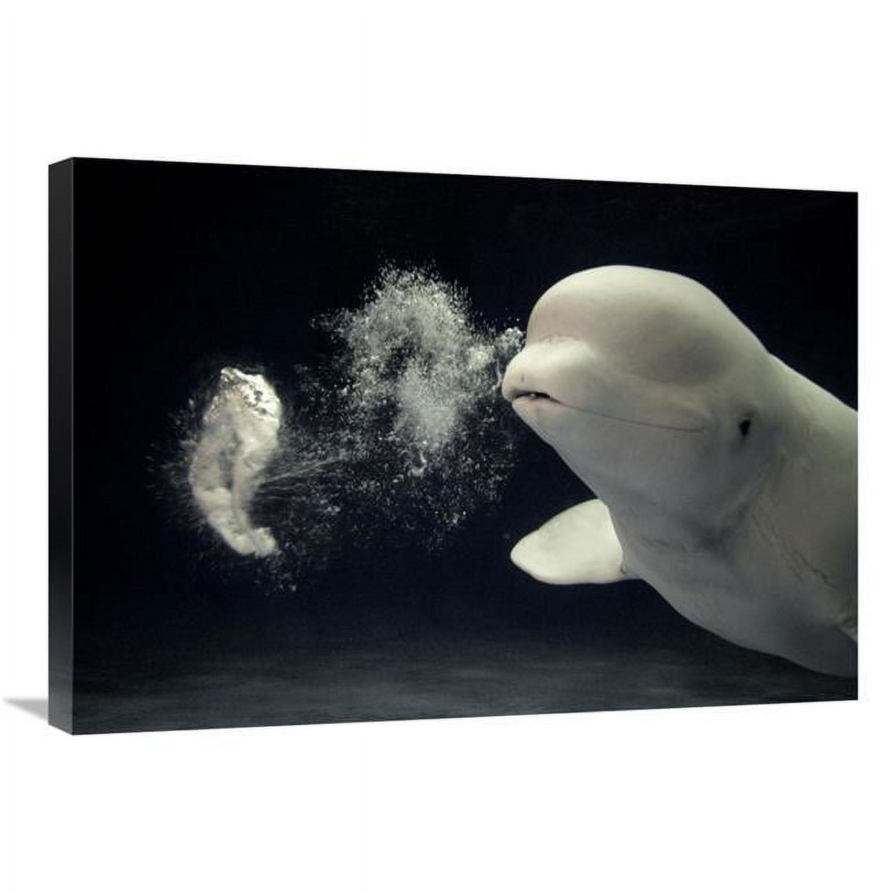 30 in. Beluga Whale Blowing Toroidal Bubble Ring, Shimane Aquarium ...