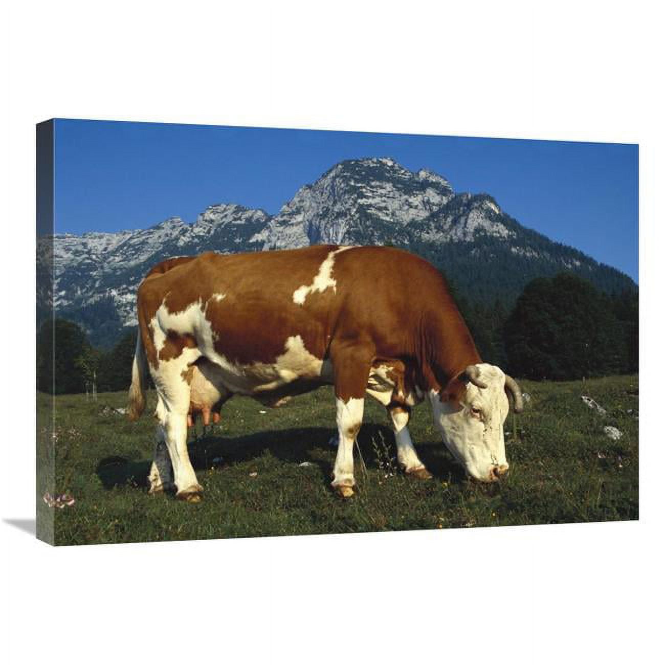 30 in. Cow Grazing in Field in Berchtesgadener Land, Bavaria, Southern ...