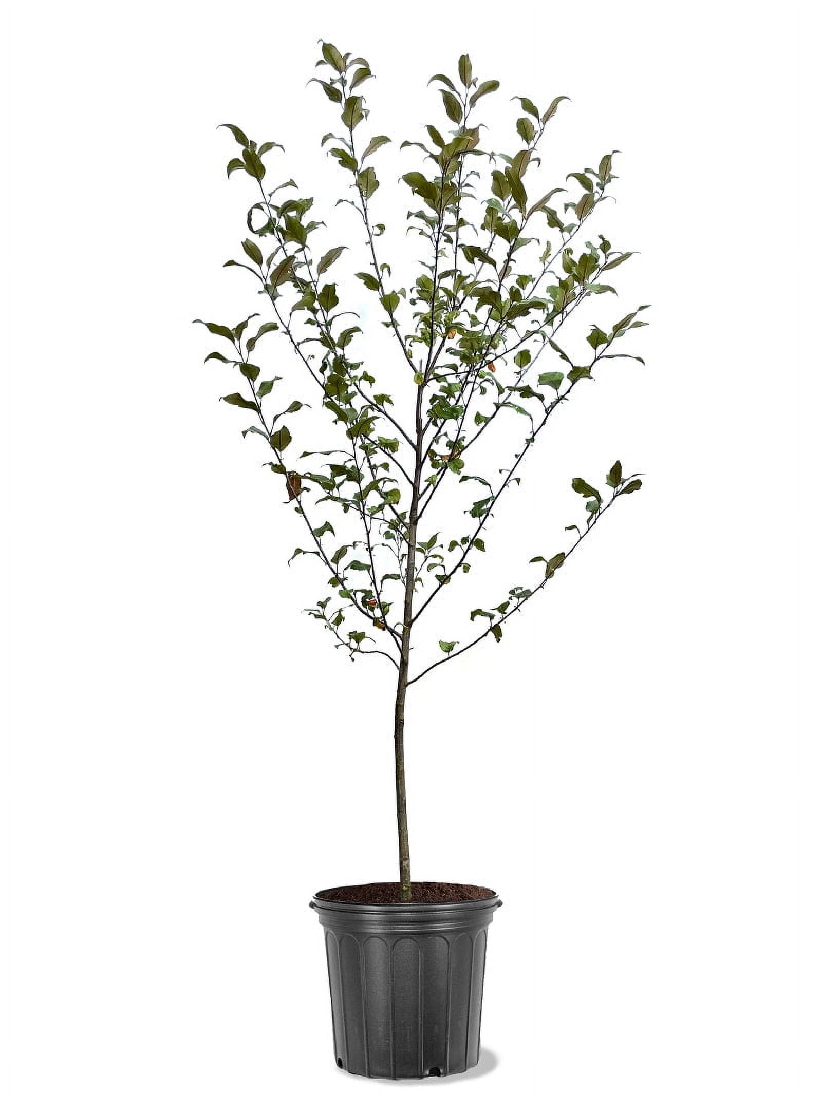 Expert Gardener 2-3 ft. tall Profusion Crabapple Live Tree in 5-Gallon ...