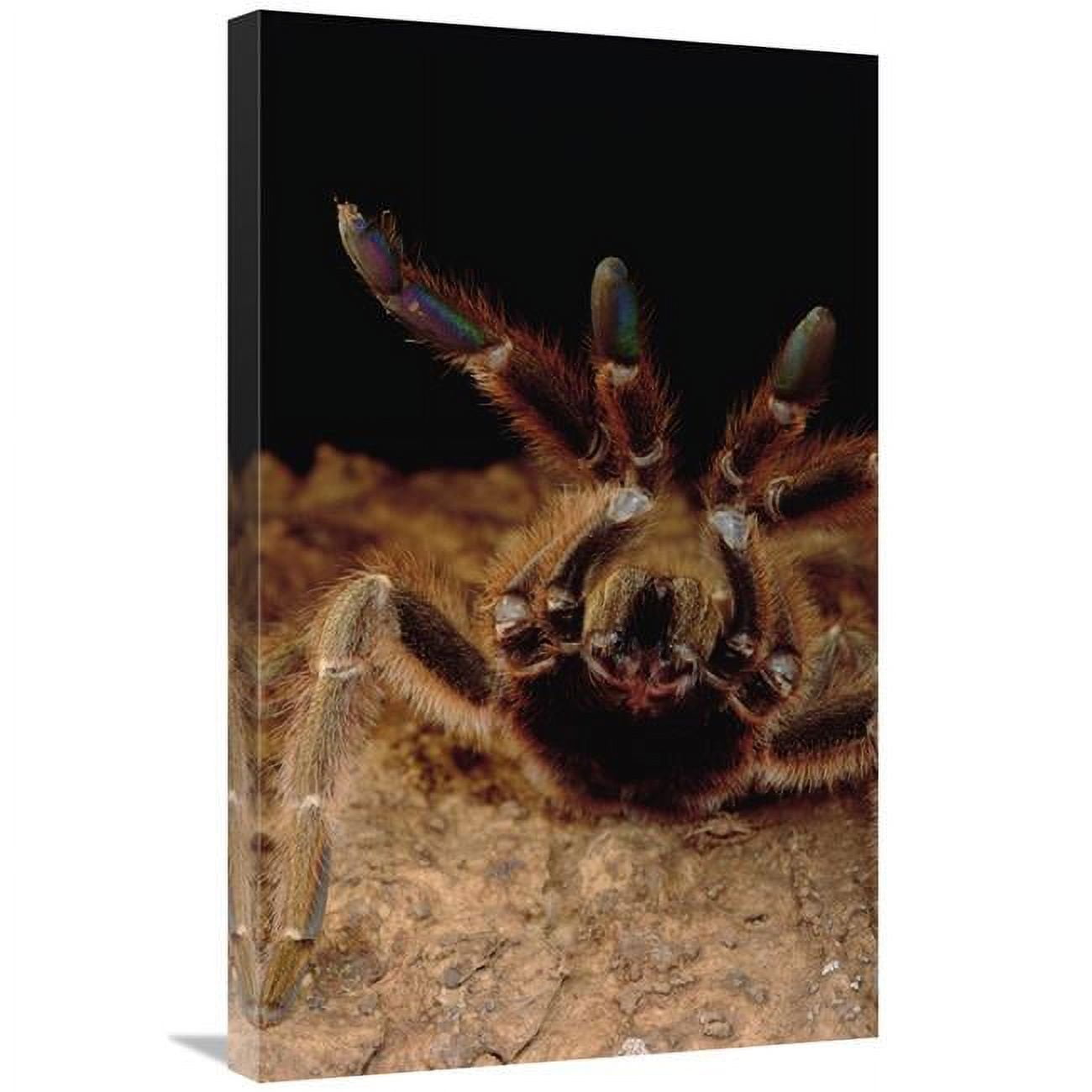 30 in. Tarantula in Defensive Posture, Trinidad Art Print - Mark ...