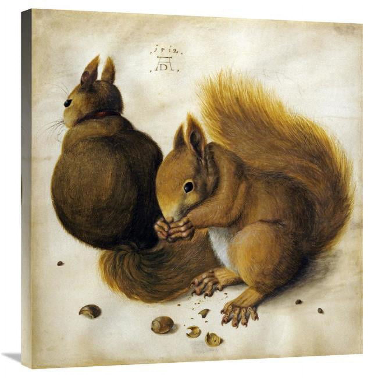Hazelnut Squirrel