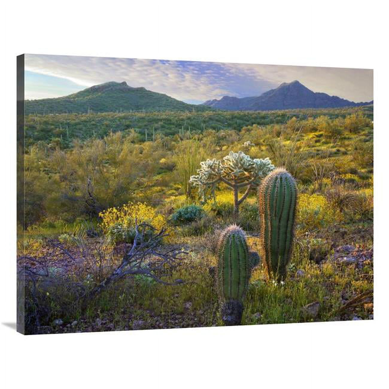 30 x 40 in. Ajo Mountains, Organ Pipe Cactus National Monument, Sonoran ...