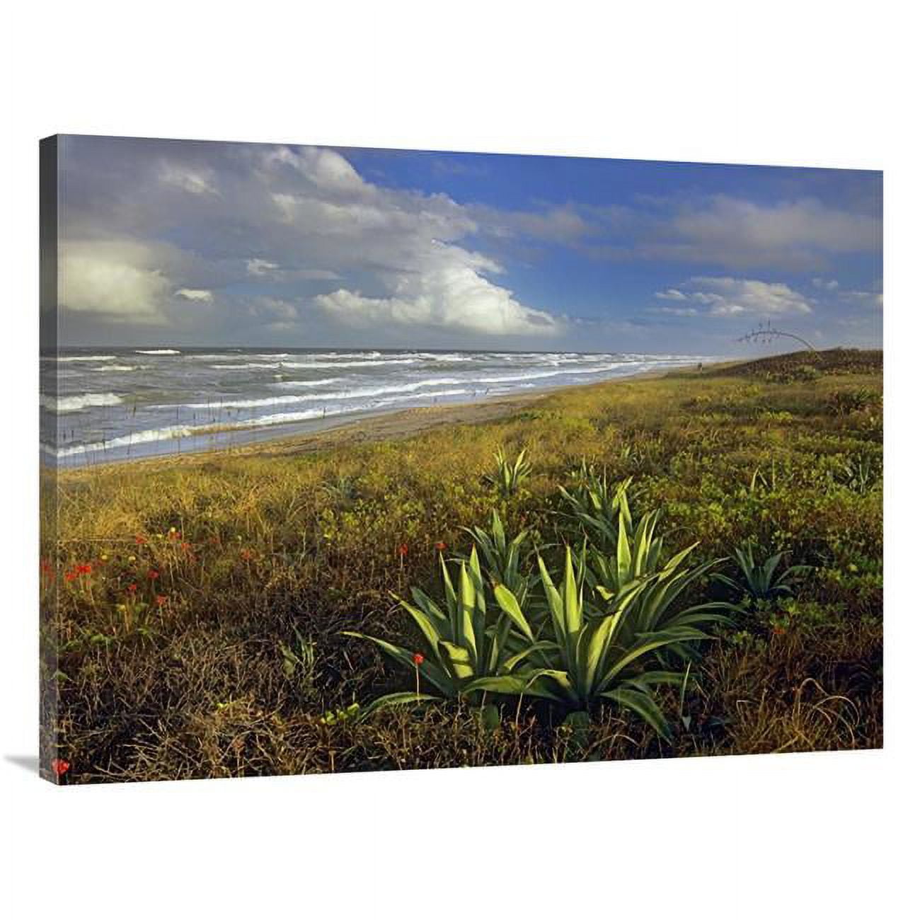 30 x 40 in. Apollo Beach at Canaveral National Seashore, Florida Art ...