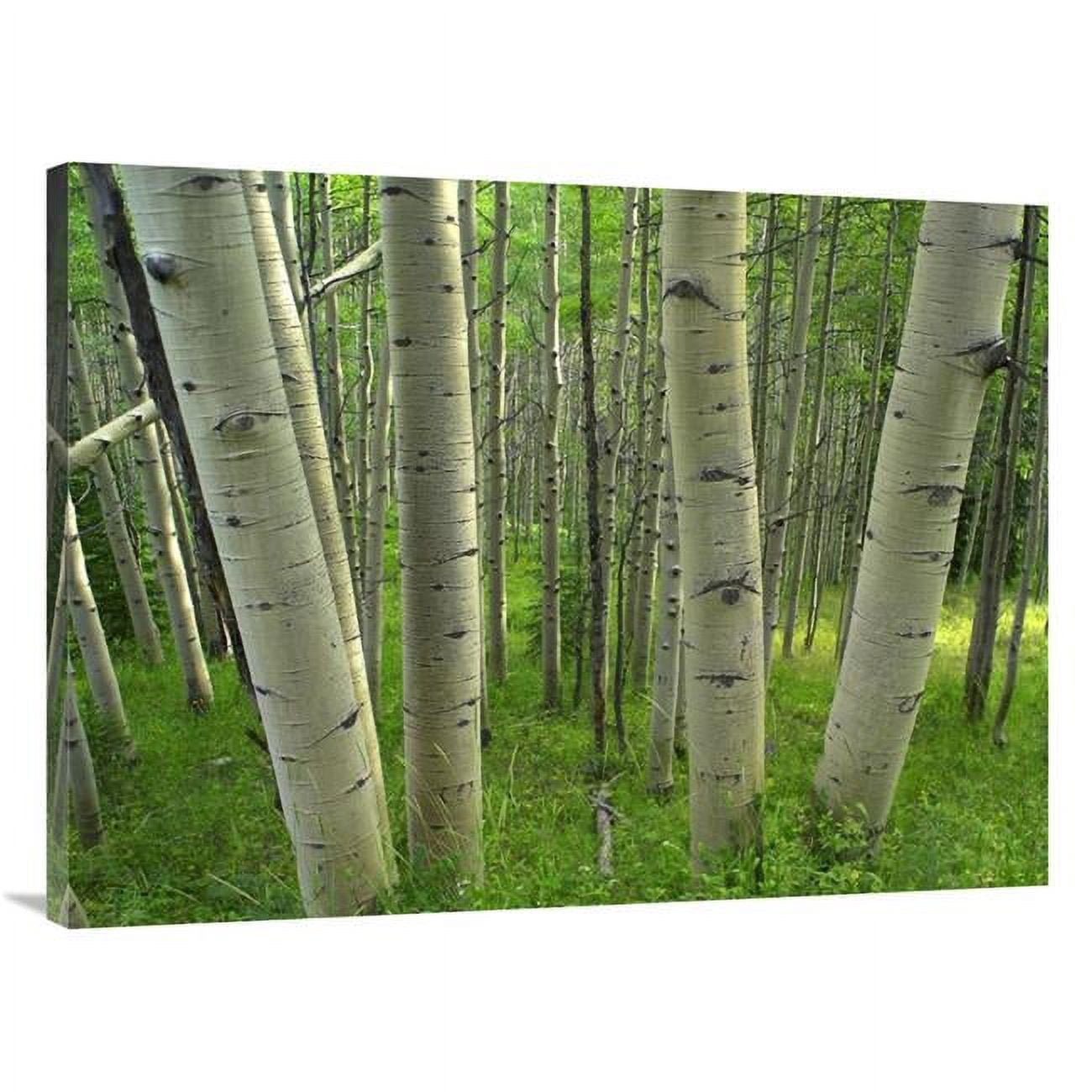 30 x 40 in. Aspen Forest in Spring, Gunnison National Forest, Colorado ...