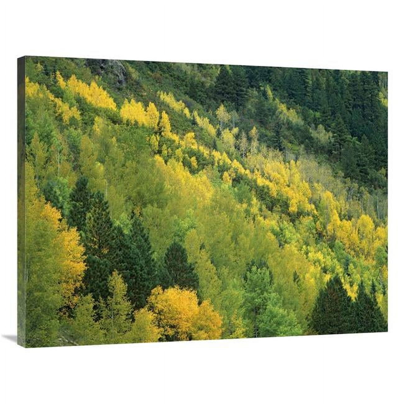 30 x 40 in. Aspen Grove in Fall Colors, Gunnison National Forest ...