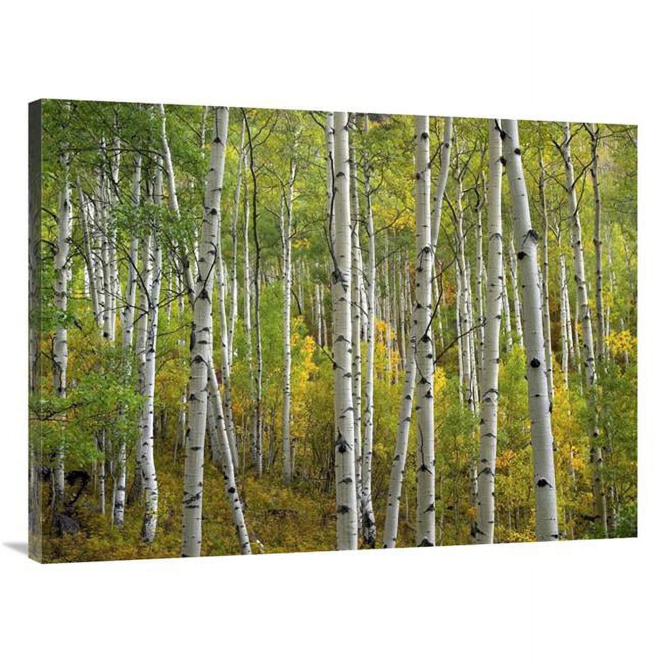 30 x 40 in. Aspen Trees in Fall, Colorado Art Print - Tim Fitzharris ...
