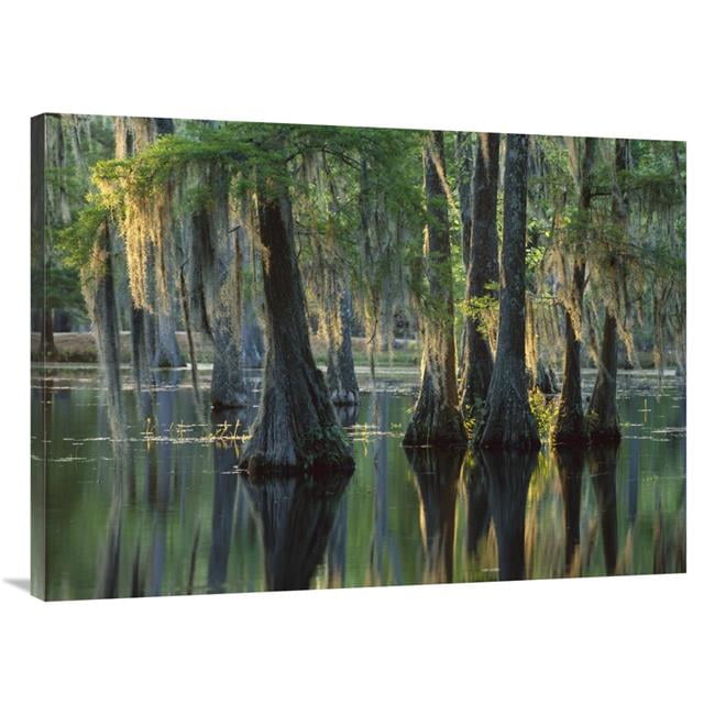 30 x 40 in. Bald Cypress Swamp, Sam Houston Jones State Park, Louisiana ...