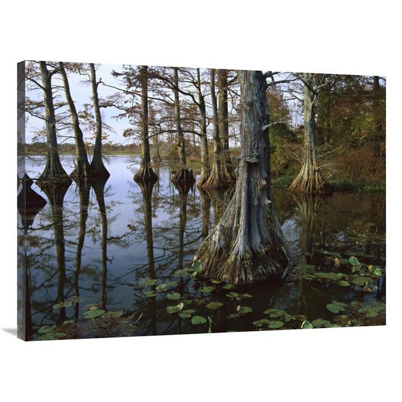30 x 40 in. Bald Cypress at Upper Blue Basin, Reelfoot National ...