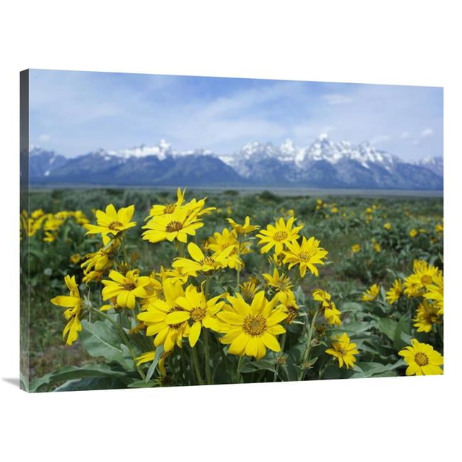 30 x 40 in. Balsamroot Sunflower Patch, Grand Teton National Park ...