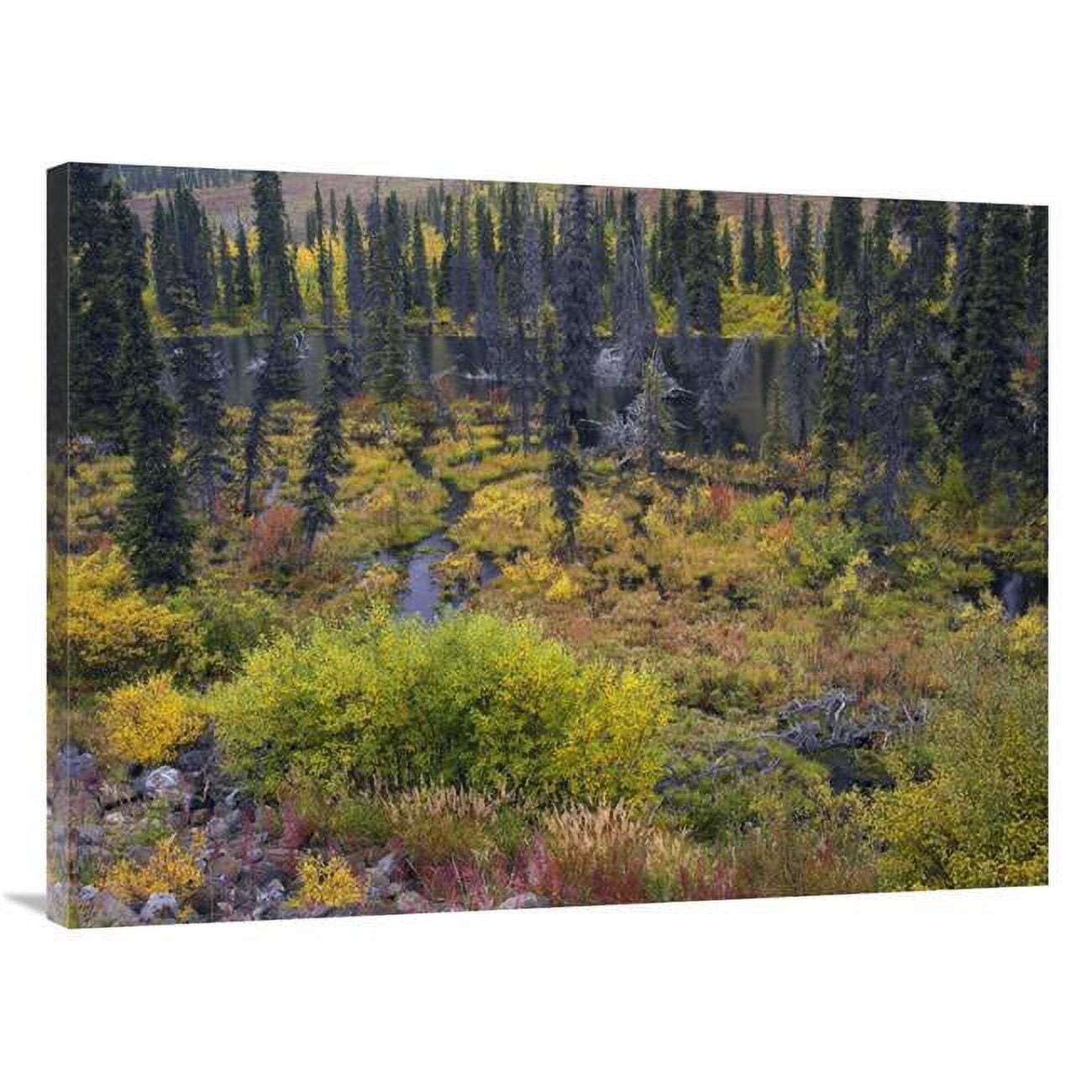 30 x 40 in. Beaver Pond Amid Boreal Forest, Tombstone Territorial Park ...