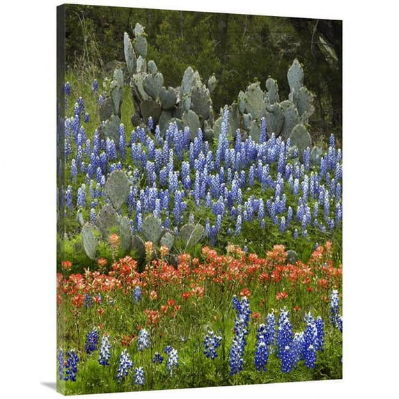 30 x 40 in. Bluebonnet & Pricky Pear Cactus, Texas Art Print - Tim ...