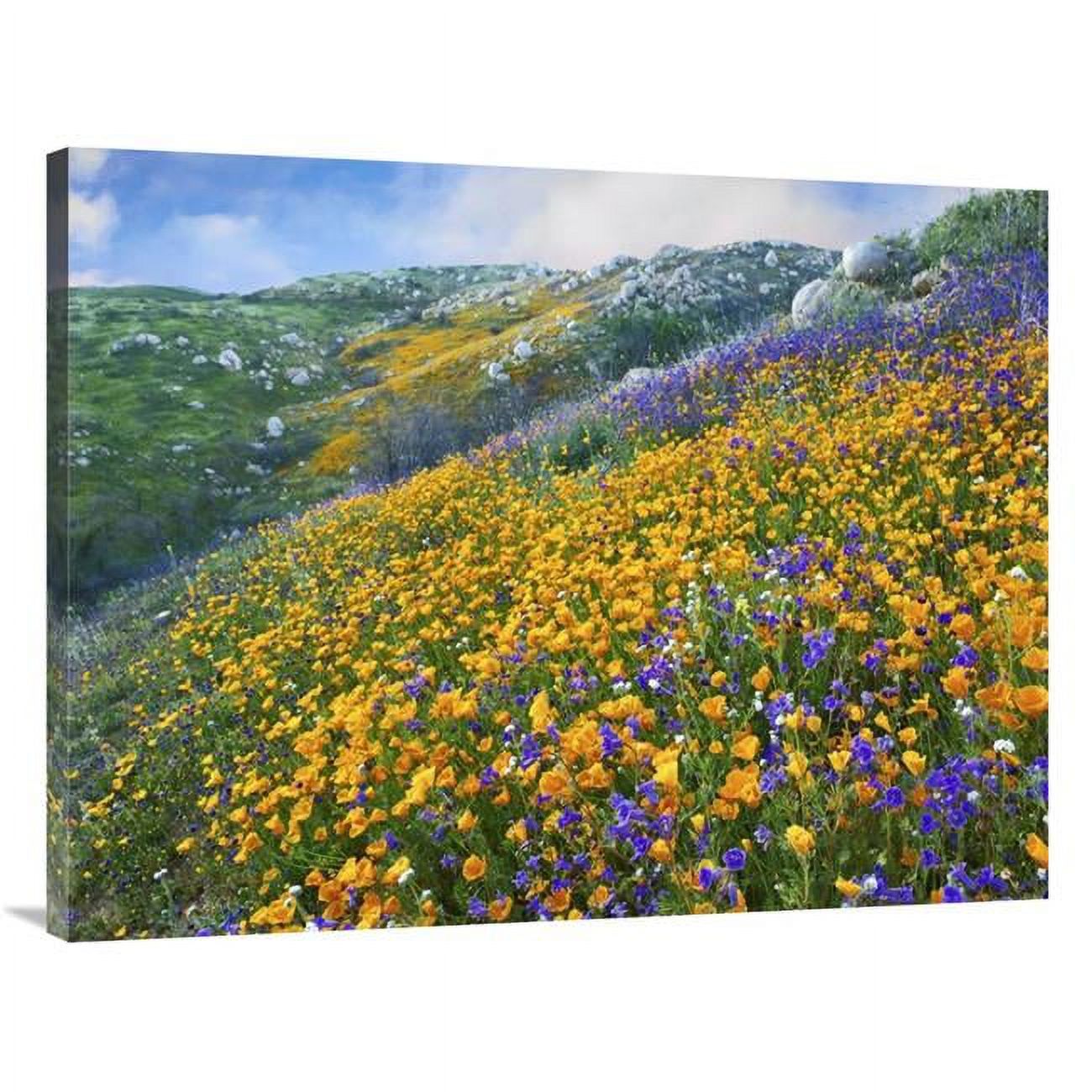 30 x 40 in. California Poppy & Desert Bluebell Flowers, Canyon Hills ...