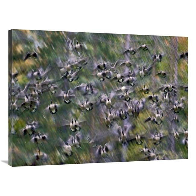30 x 40 in. Canada Goose Flock Flying, North America Art Print - Tim ...